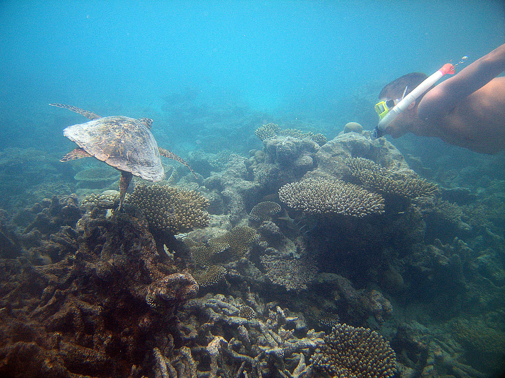 plongee maldives - Blog de voyage Le Guide Trotteur